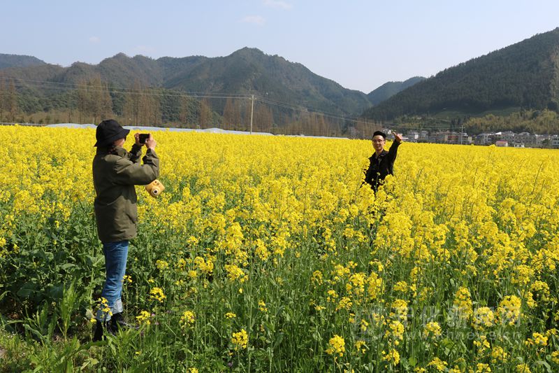 油菜花进入鼎盛期 音坑下淤旅游创佳绩 开化新闻网