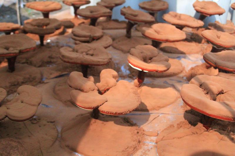 灵芝孢子粉开始采收啦！--黄岩新闻网